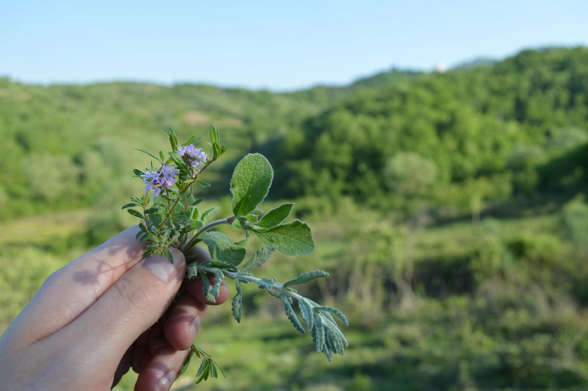 Promoting Organic Farming - FLAVEX Naturextrakte GmbH